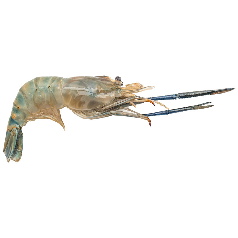Fresh Water Prawn Size S 1 kg | Makro PRO